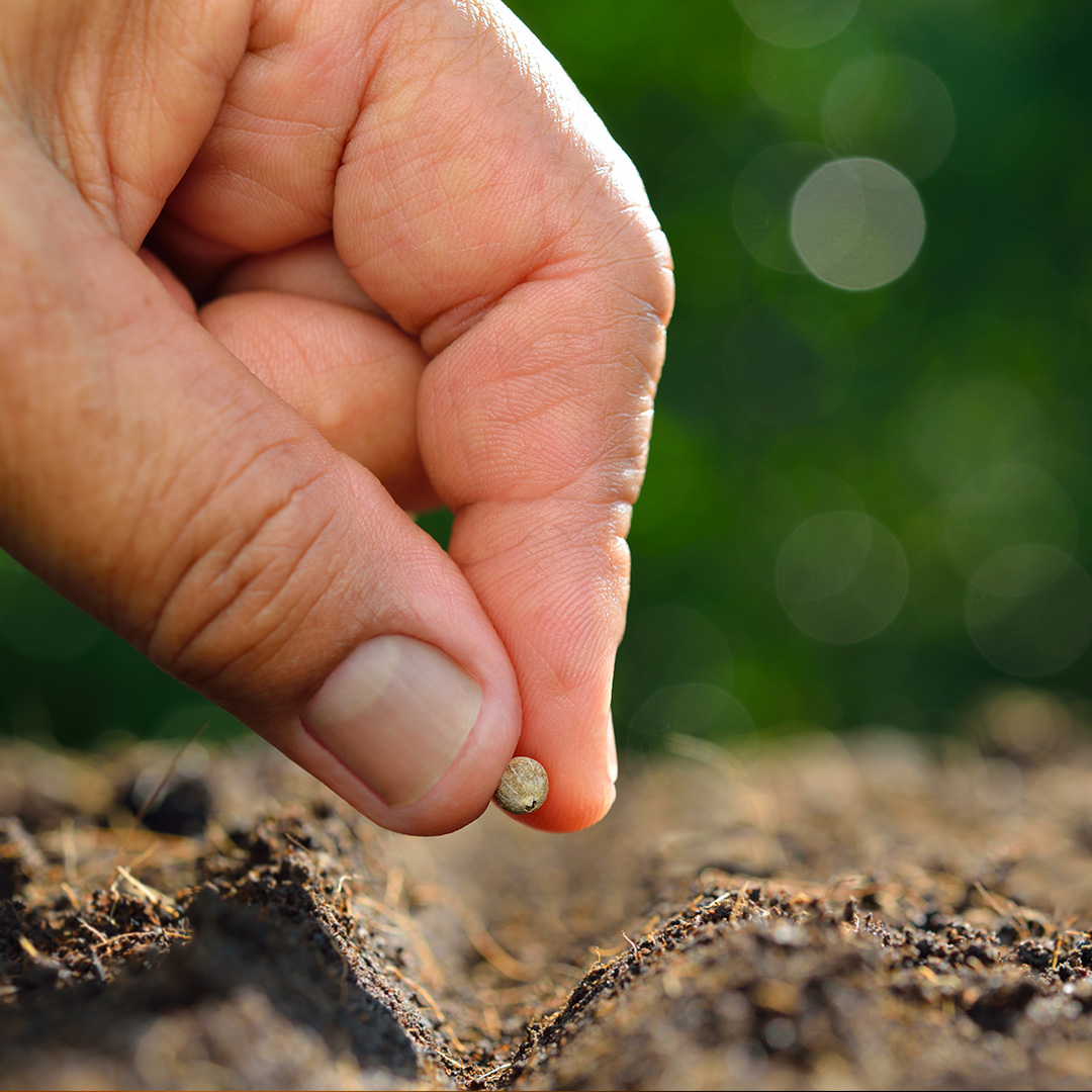 God Multiplies - Give Us This Day